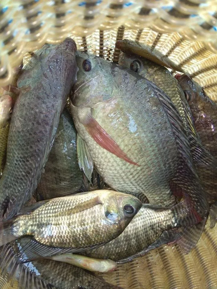 Fishing Mania - Fish Mujair