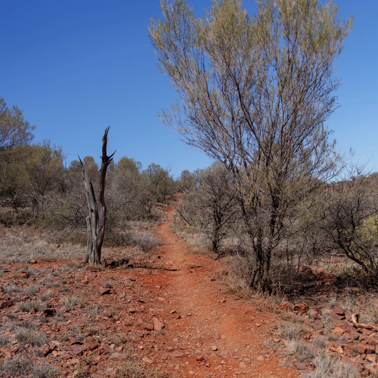 Acacia Ridge Trail (2)