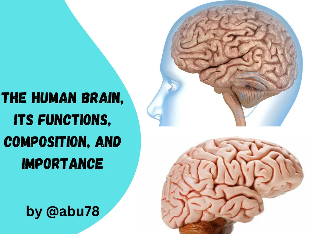 The human brain, its functions, composition, and importance