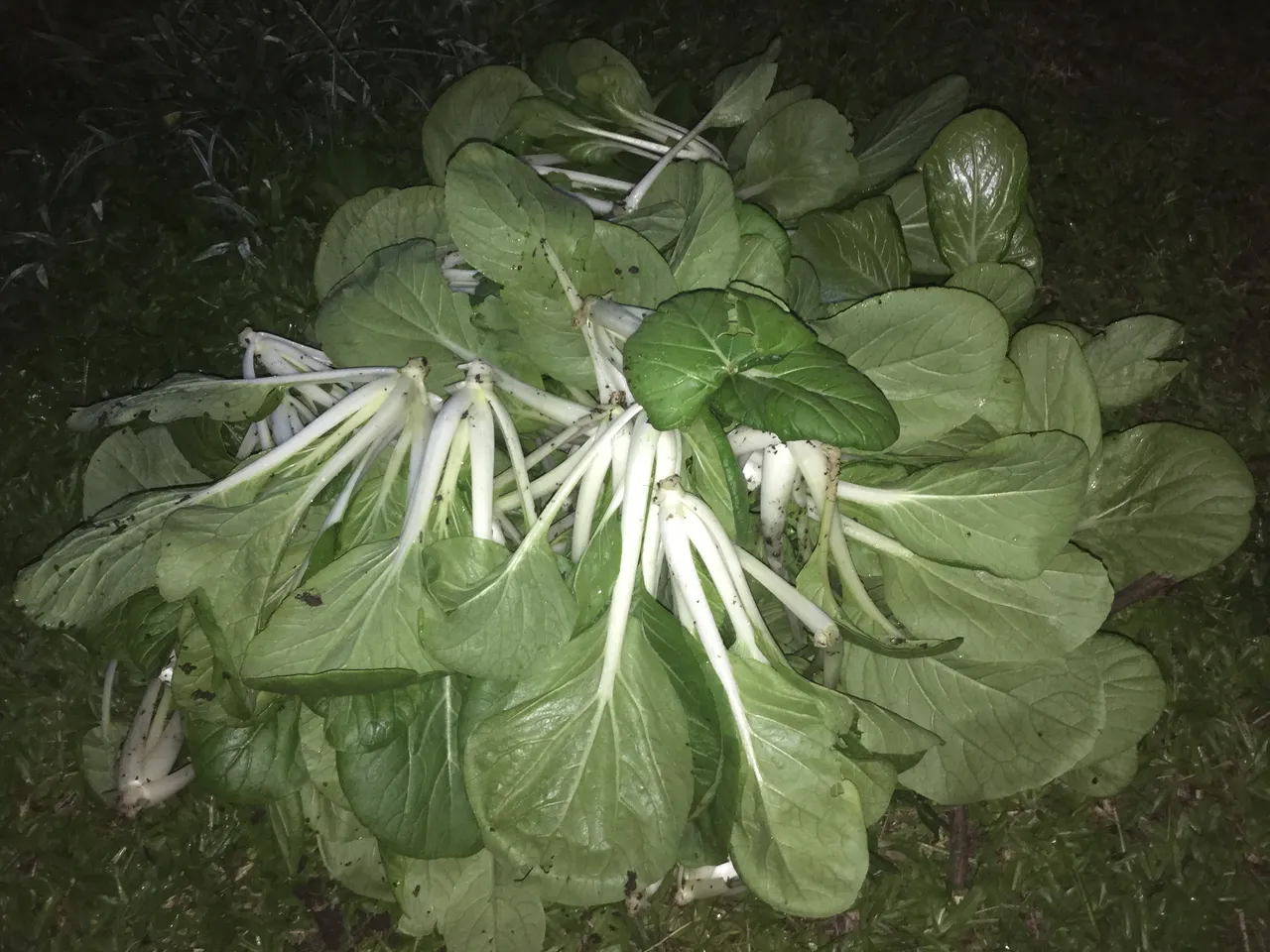 Harvested our pechay,sword pepper, bell pepper and okra-Night time ...