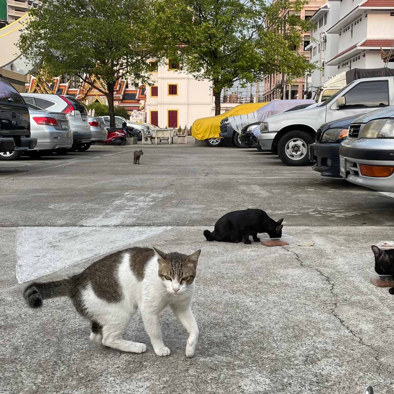 Happy Caturday: several new kittens at the temple.