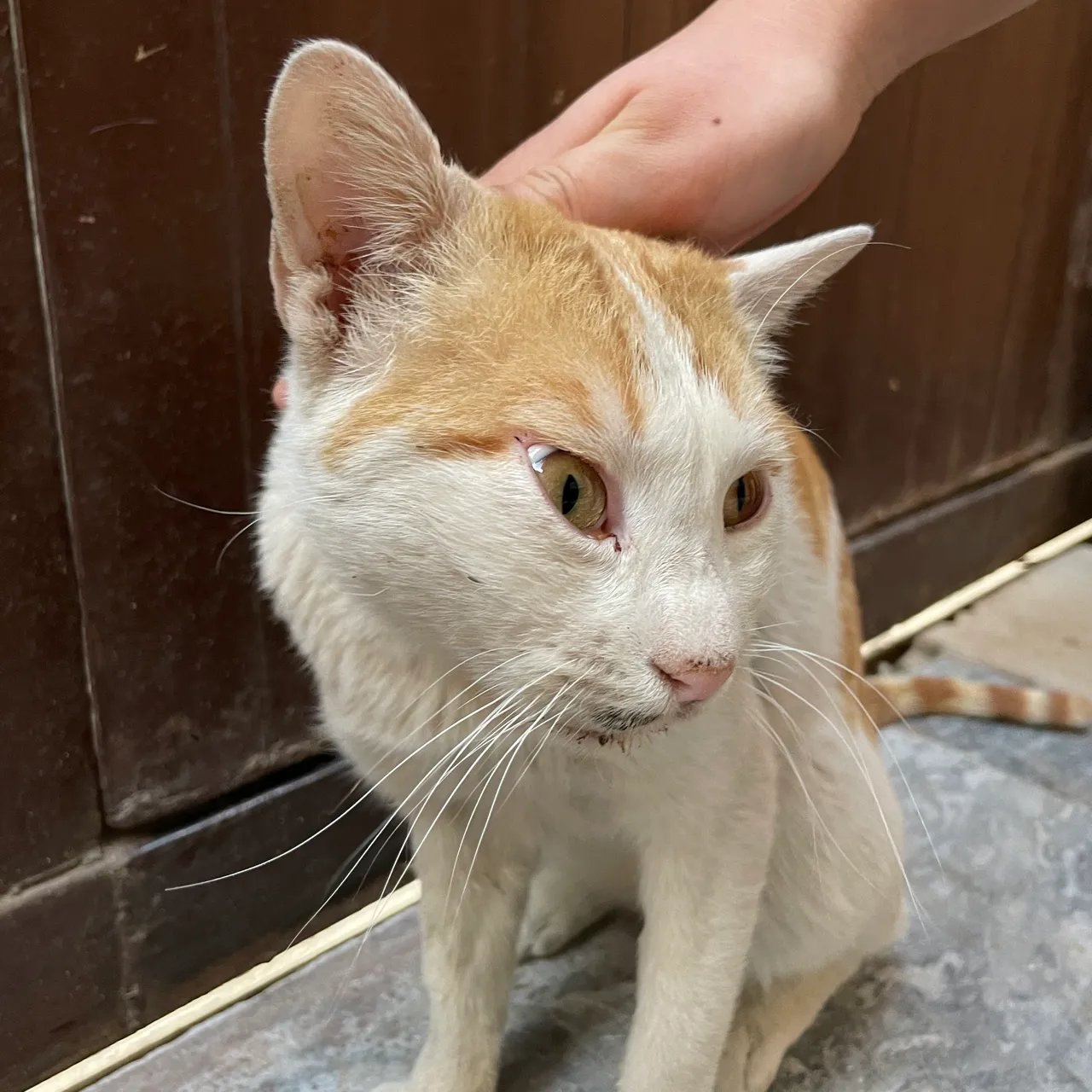 A Fasting Cat in the Hostel