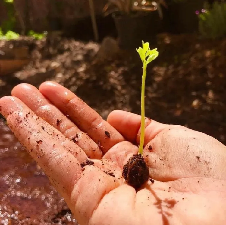 Just Keep Planting Seeds! 🧑🏼‍🌾 🌲 🌿