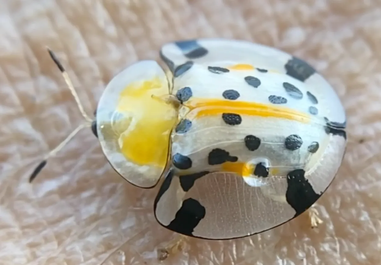 Asian Spotted Tortoise Beetle