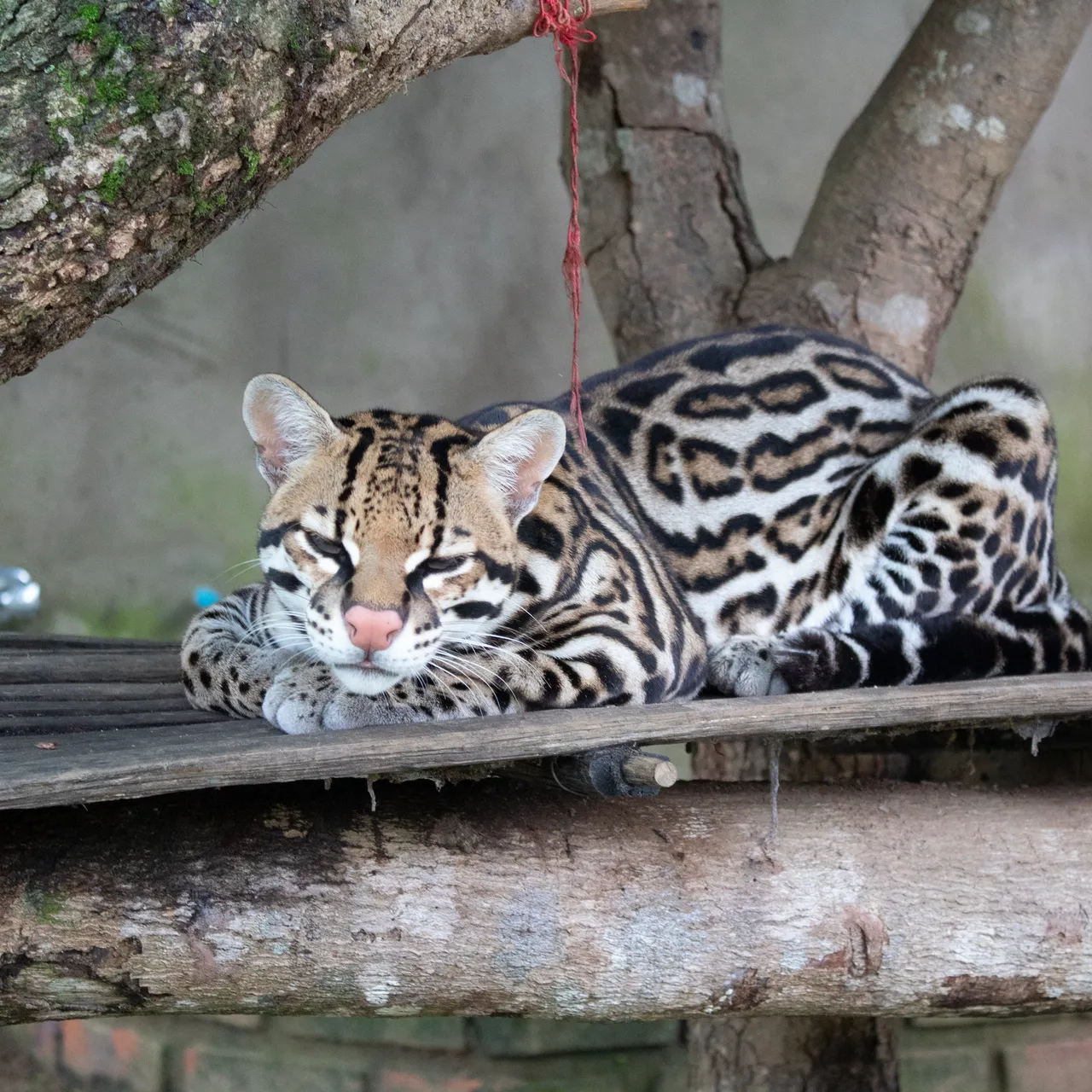 Silvestre. Un Ocelote Como Mascota 😼 [ESP-ENG]