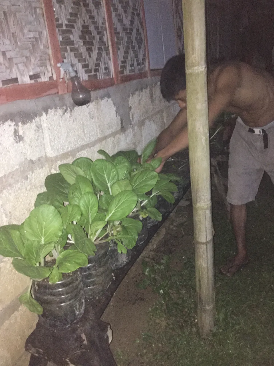 Harvested our pechay,sword pepper, bell pepper and okra-Night time ...