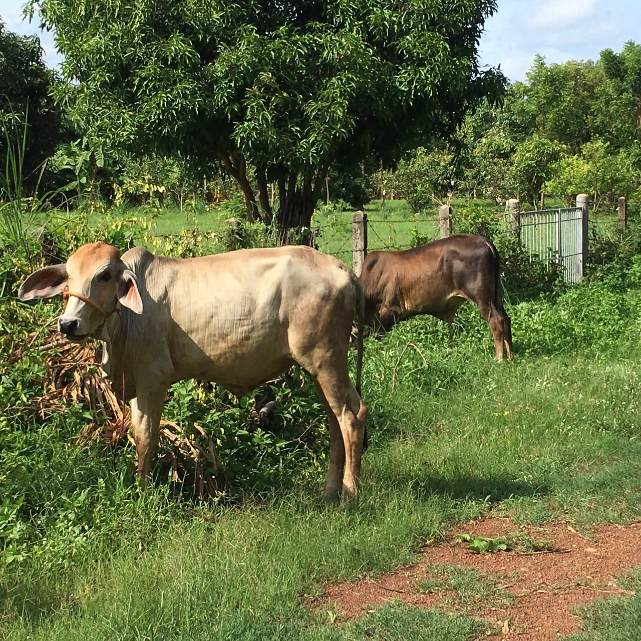 Beautiful Sunday: cows and goats having a good time by the river.