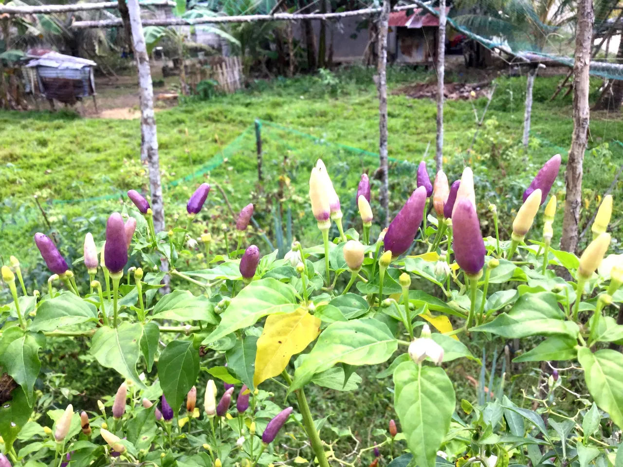 Quick update of my husband's garden-Harvest time