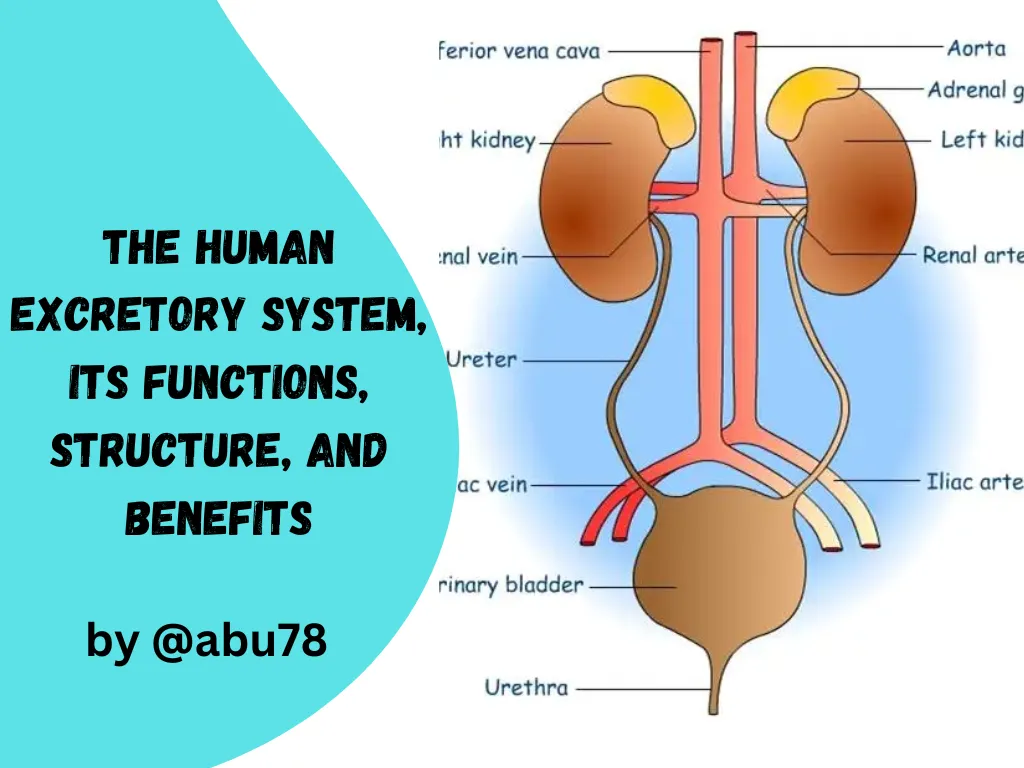The human excretory system, the structure, functions, and importanc...