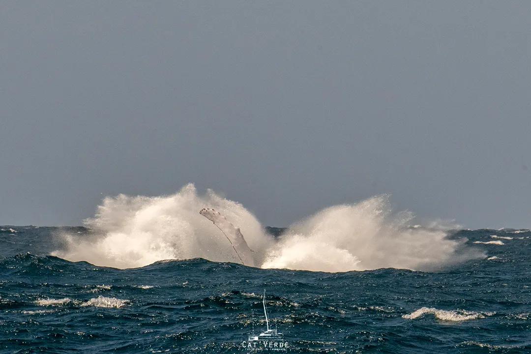 HARD CONDITIONS AND AT THE END... WHALES