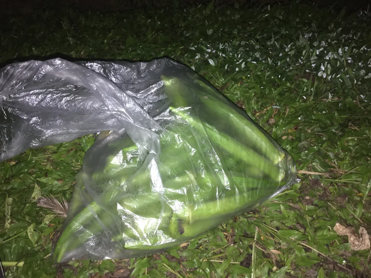 Harvested our pechay,sword pepper, bell pepper and okra-Night time ...