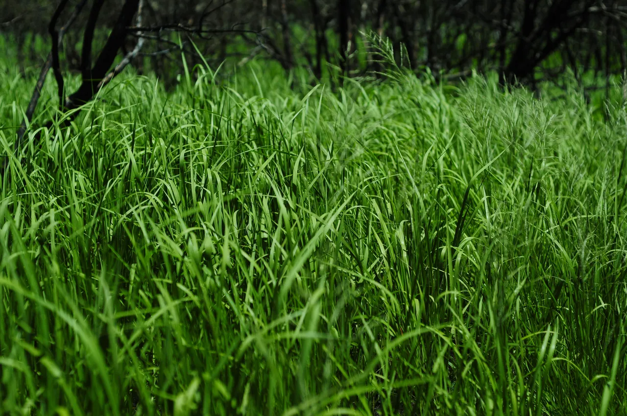 Hiking to Echo Ravine