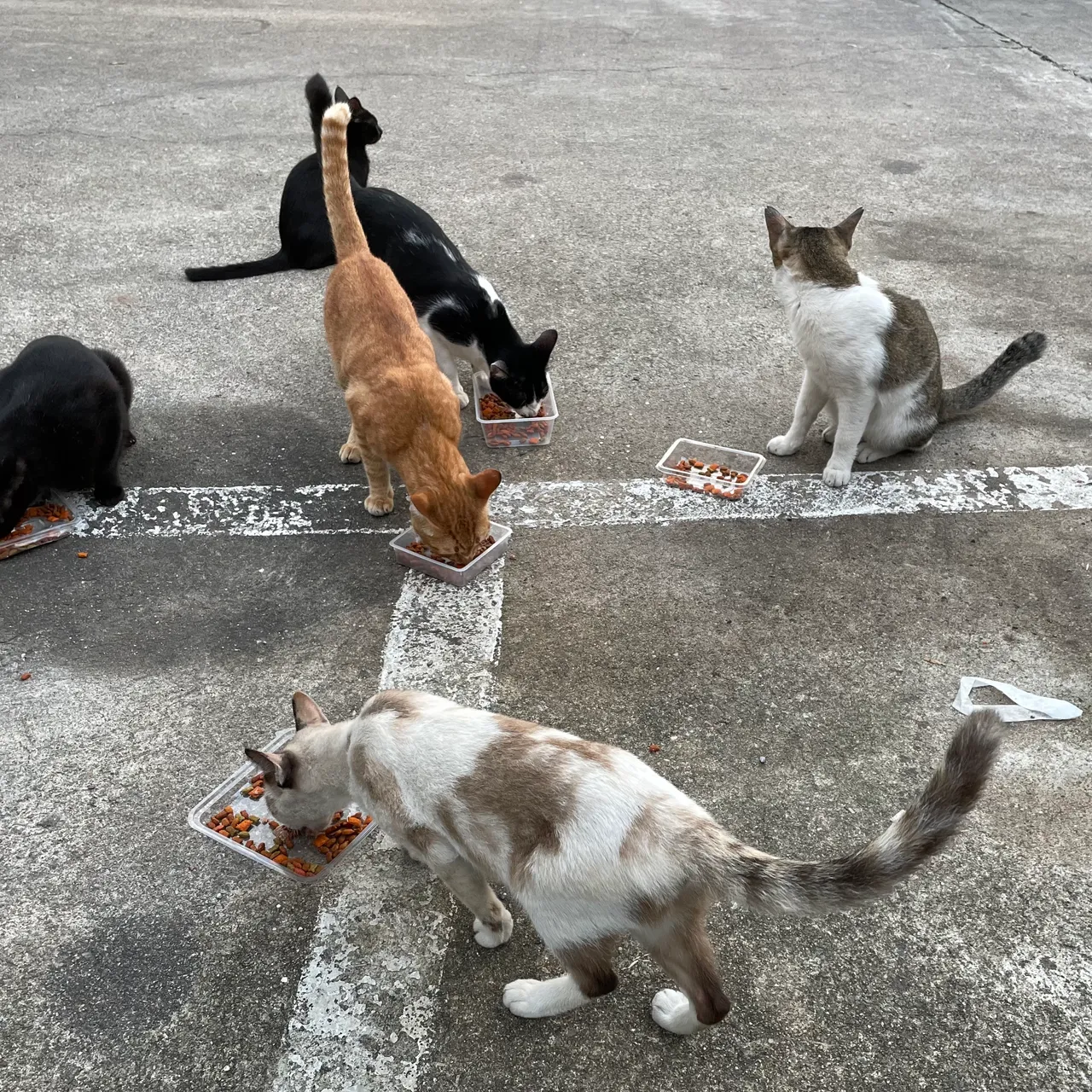 Happy Caturday: two of my favourite stray cats couldn’t be found at...