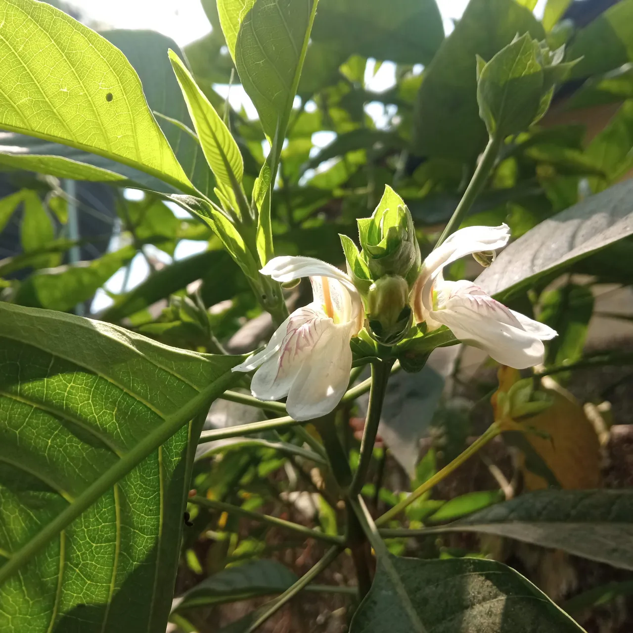 Vasaka - Useful Herbal plant in my Garden