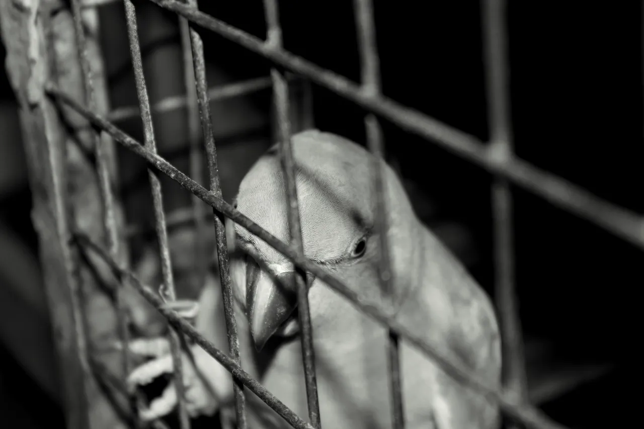 The Bird Born In A Cage Thinks Flying Is An ILLNESS...