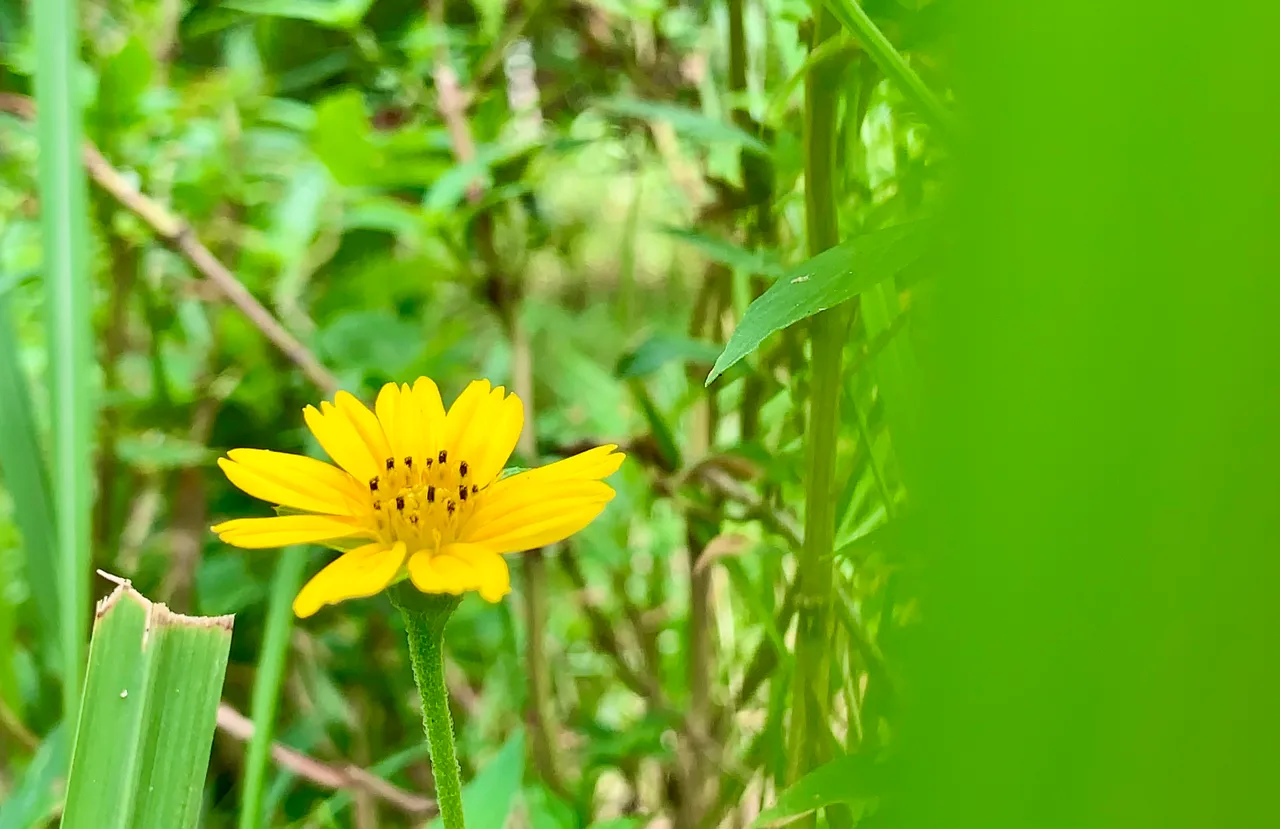 Uses of the Wedelia plant for medicine