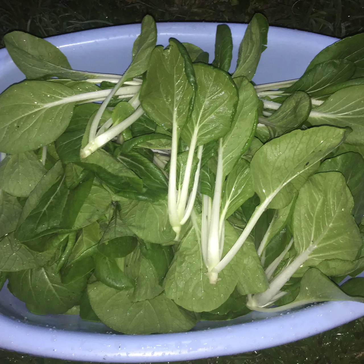 Harvested our pechay,sword pepper, bell pepper and okra-Night time ...