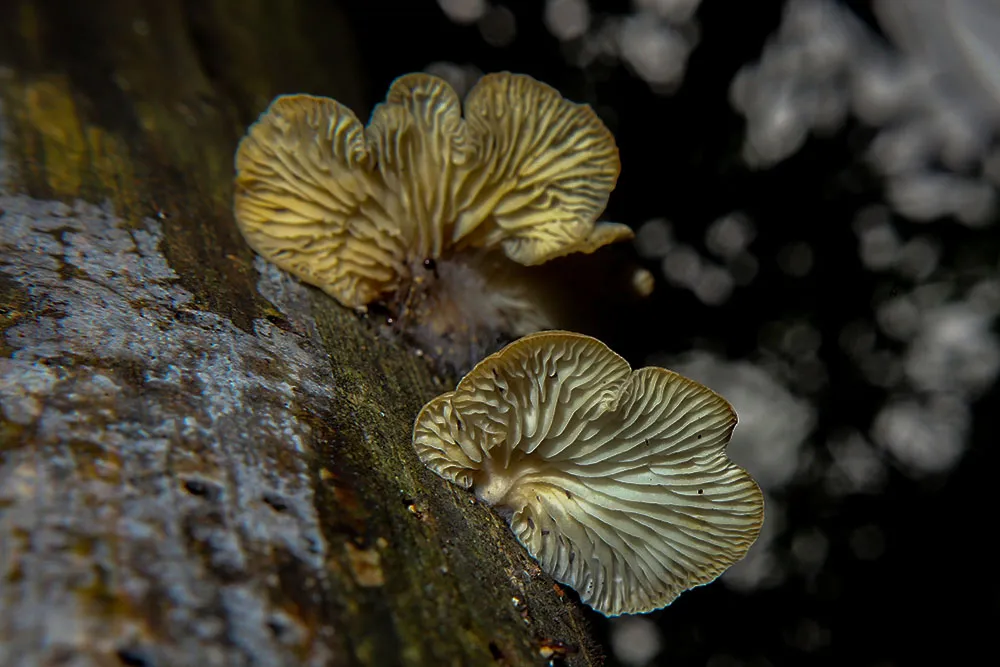 Jamur yang indah tumbuh di sebatang bambu lapuk