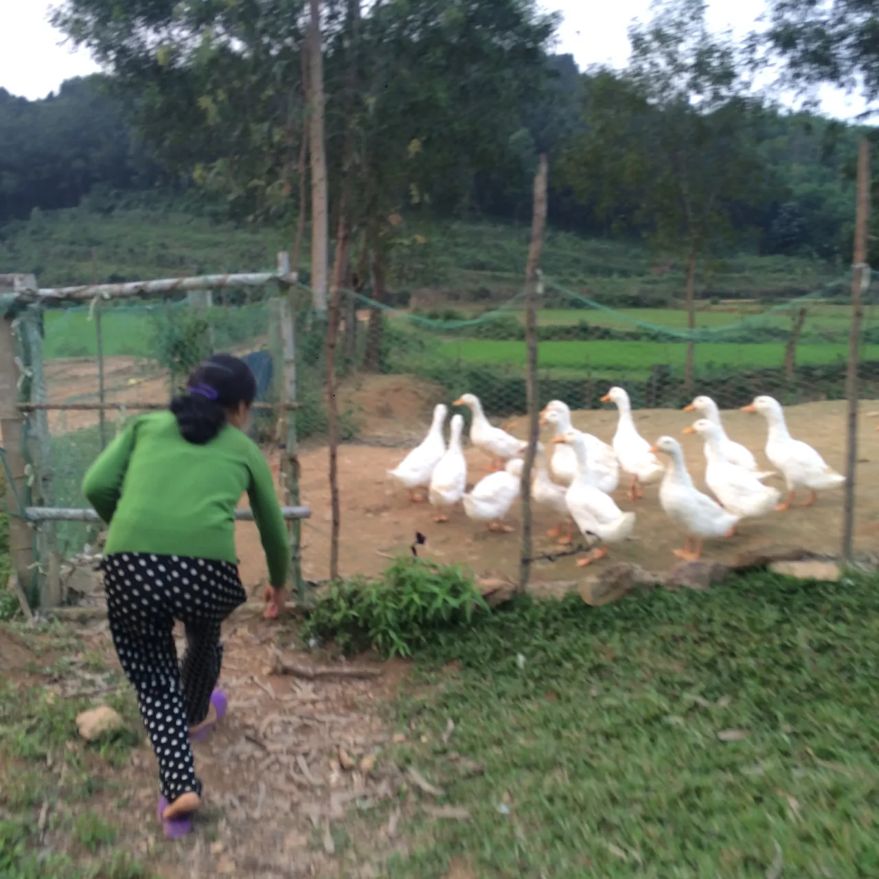 Mother goose at the Duck Stop, Vietnam.
