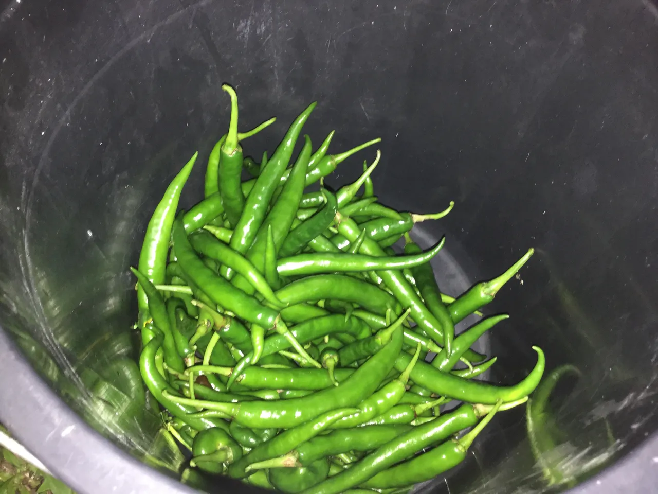 Harvested our pechay,sword pepper, bell pepper and okra-Night time ...