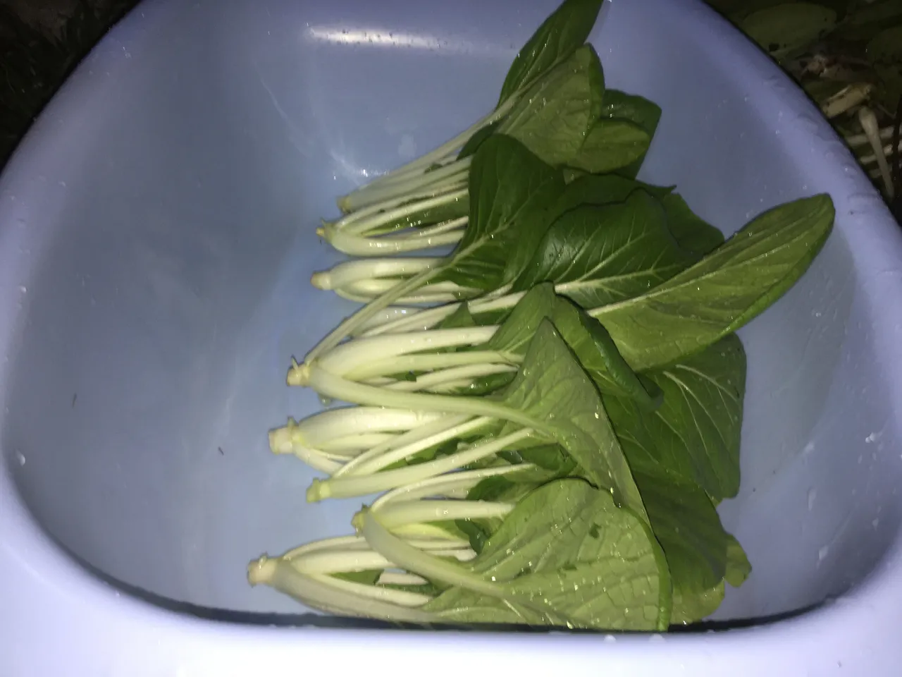 Harvested our pechay,sword pepper, bell pepper and okra-Night time ...