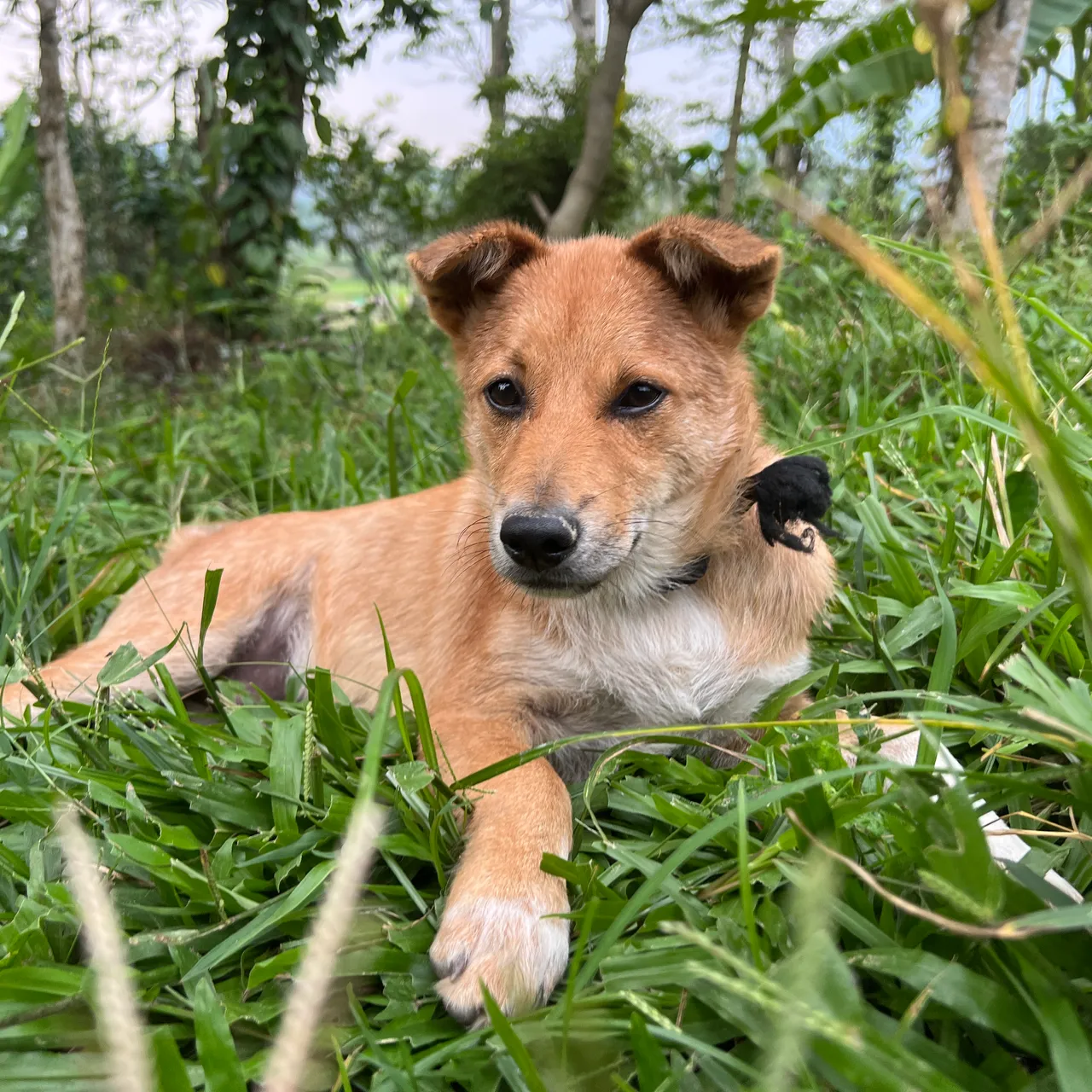 Boom dog's maturity after 4 months!