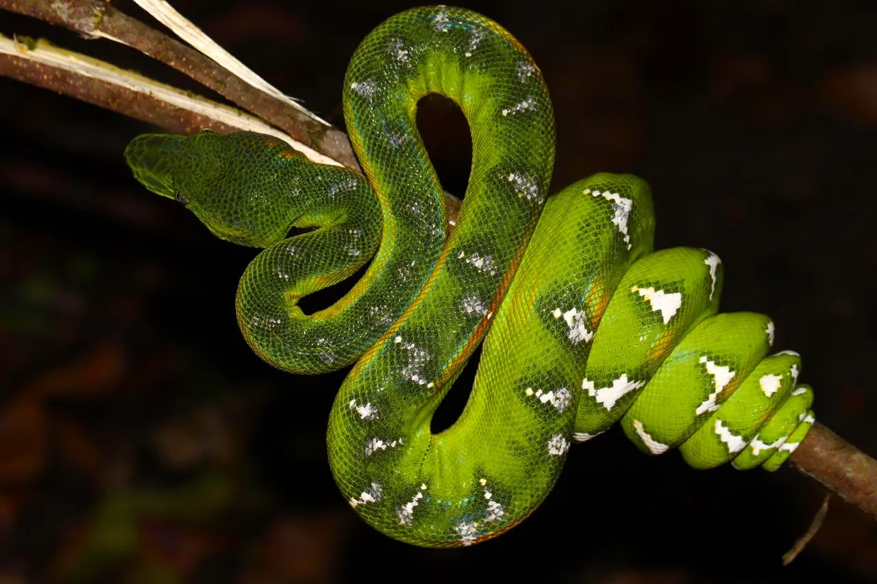 Emerald Tree Boa