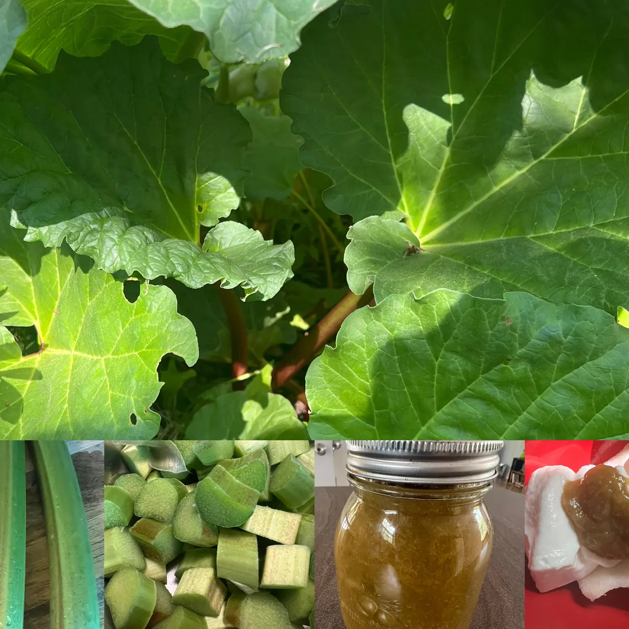 Rhubarb Jam ルバーブのジャム [English and Japanese]