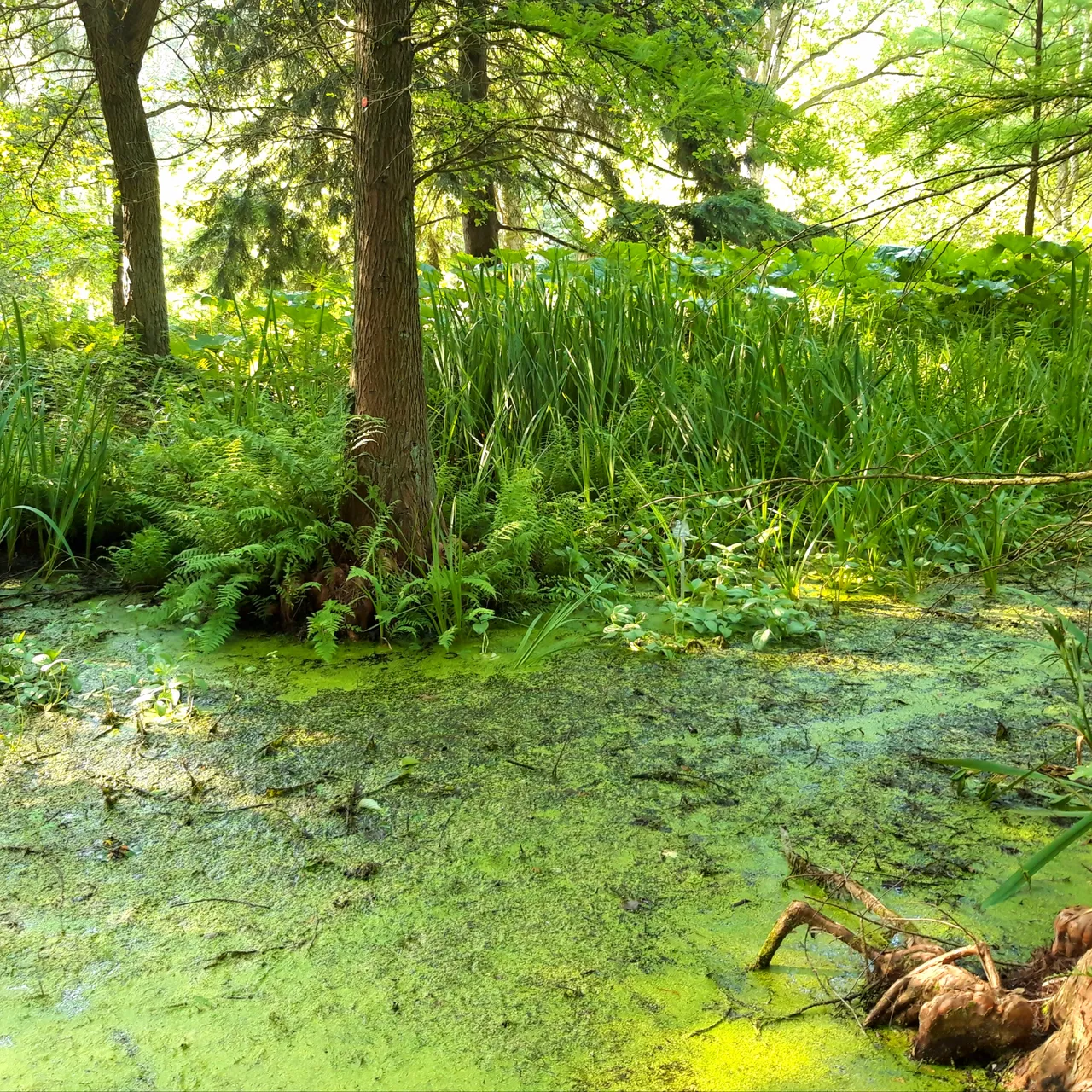 Earth History - And A Walk Through It 200 Million Years Ago / Erdge...