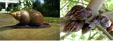 snail farming benefits and farming techniques