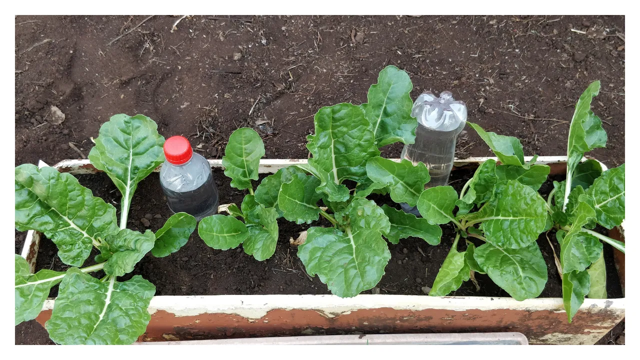 DIY Self-Watering from Recycled Bottles