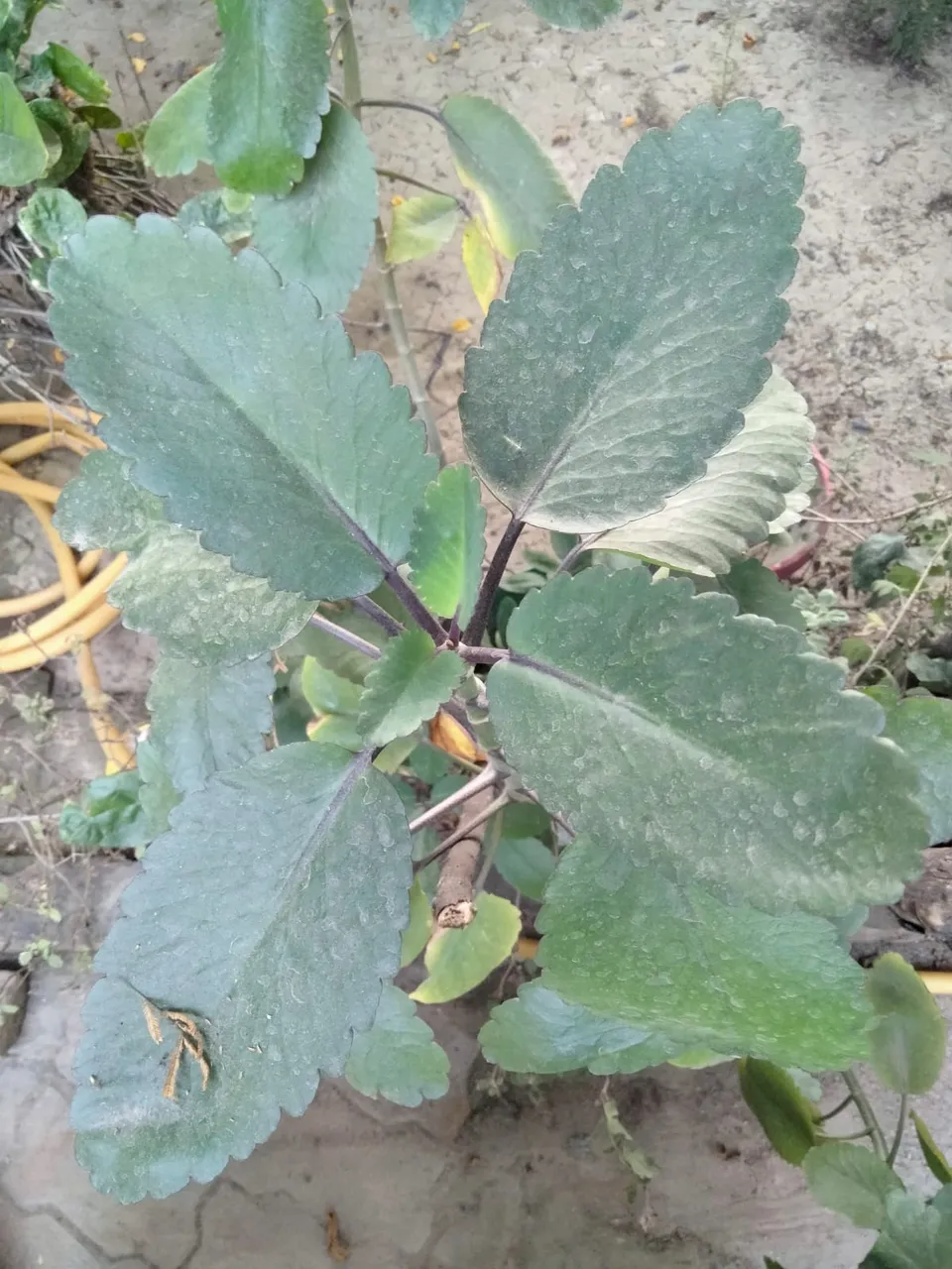 Patharchatta (Bryophyllum pinnatum)