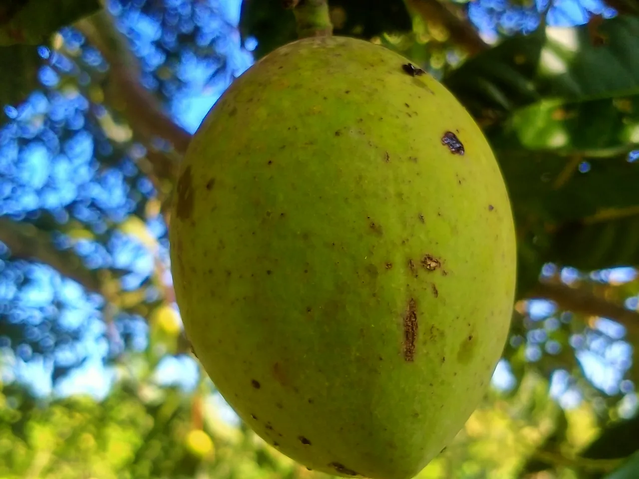 Bacang (Mangifera foetida Lour)