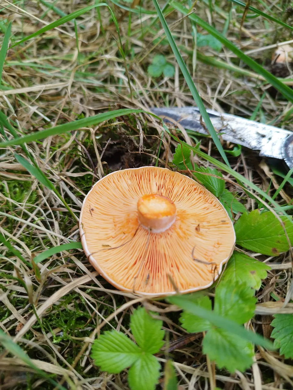 Рижики чи мухомори?