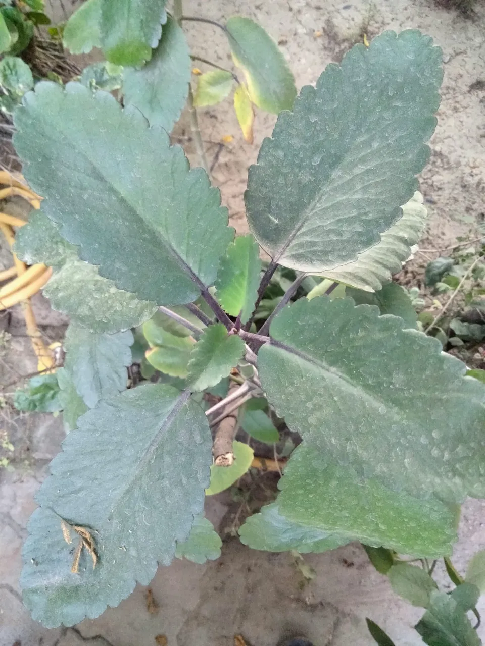 Patharchatta (Bryophyllum pinnatum)