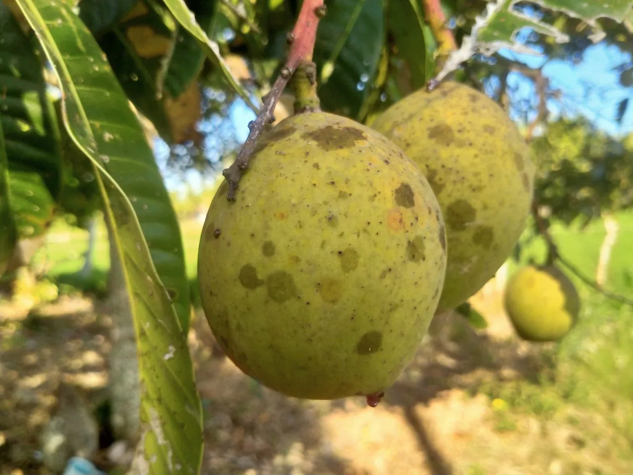 Bacang (Mangifera foetida Lour)
