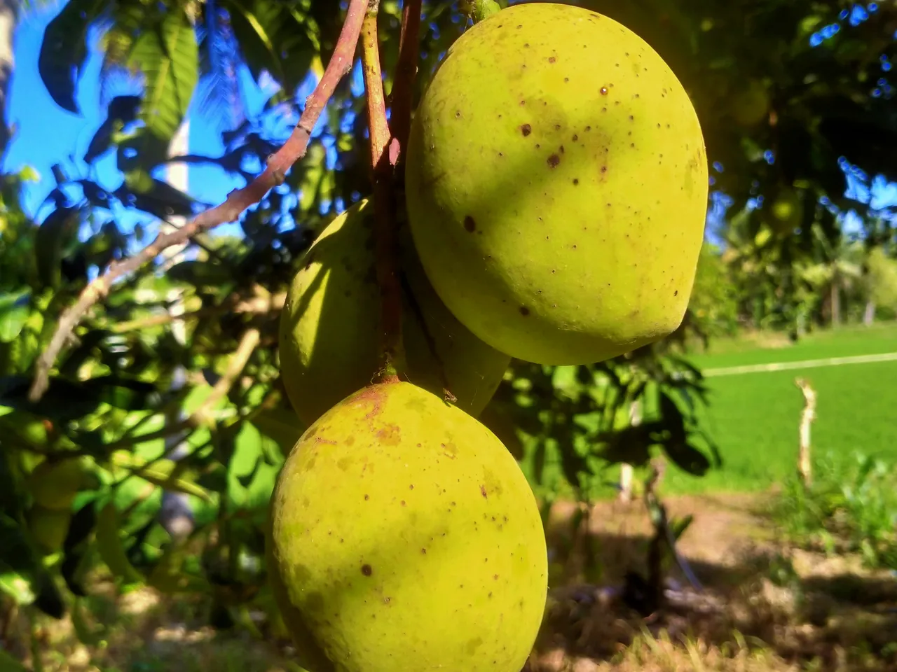 Bacang (Mangifera foetida Lour)