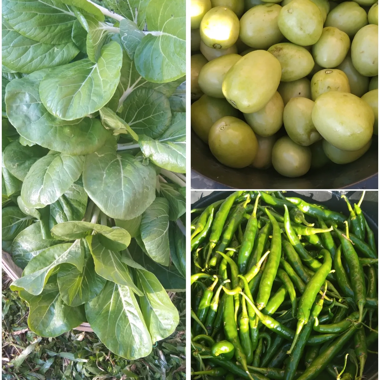 Harvest time - Tomatoes,sword pepper and pechay