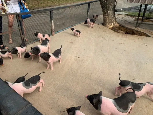 Bonanza Exotic Zoo, a wonderful zoo at Khao Yai, Thailand - Part IV