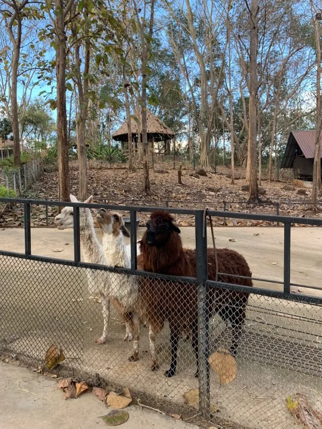 Bonanza Exotic Zoo, a wonderful zoo at Khao Yai, Thailand - Part IV