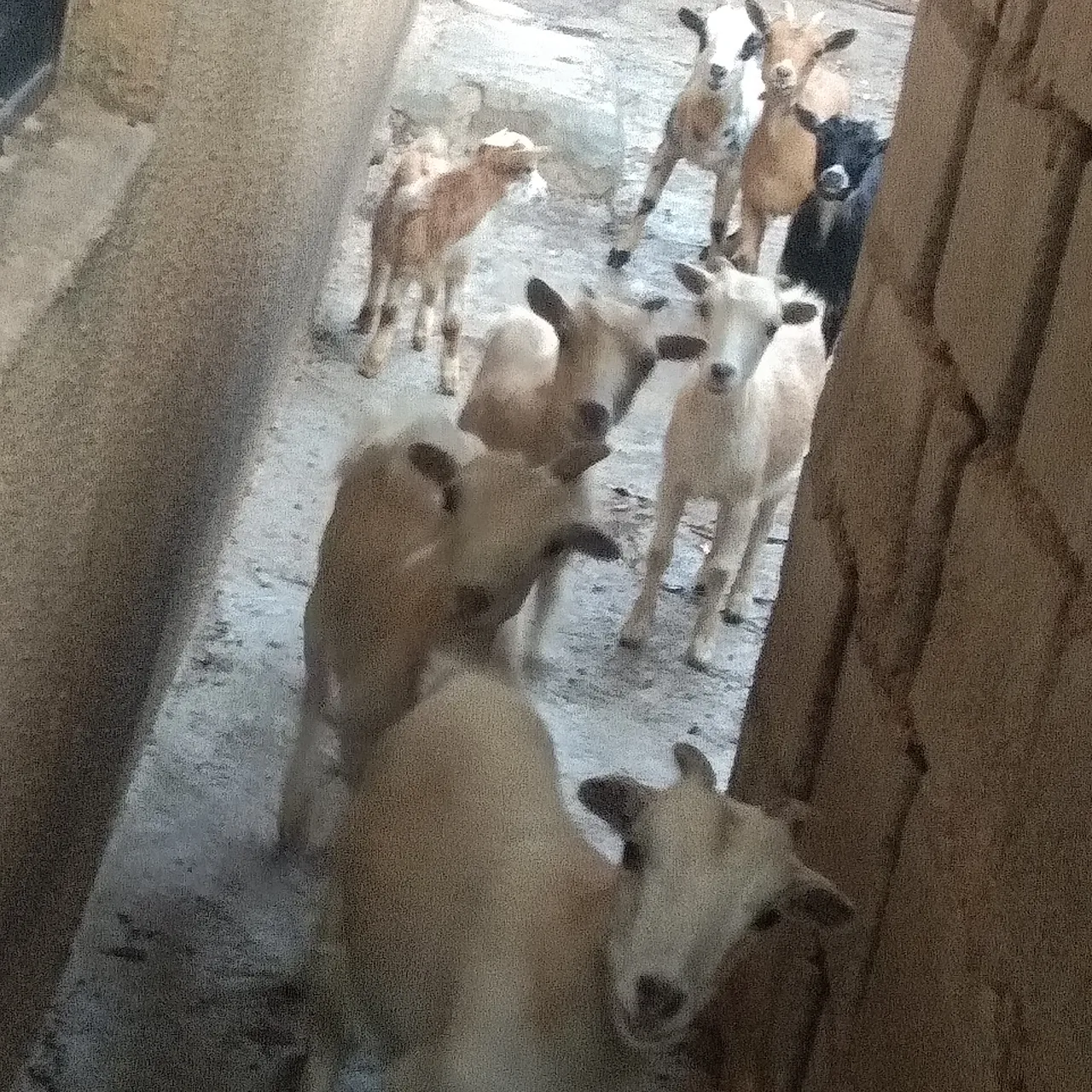 INTENSIVE SYSTEM OF REARING ANIMALS