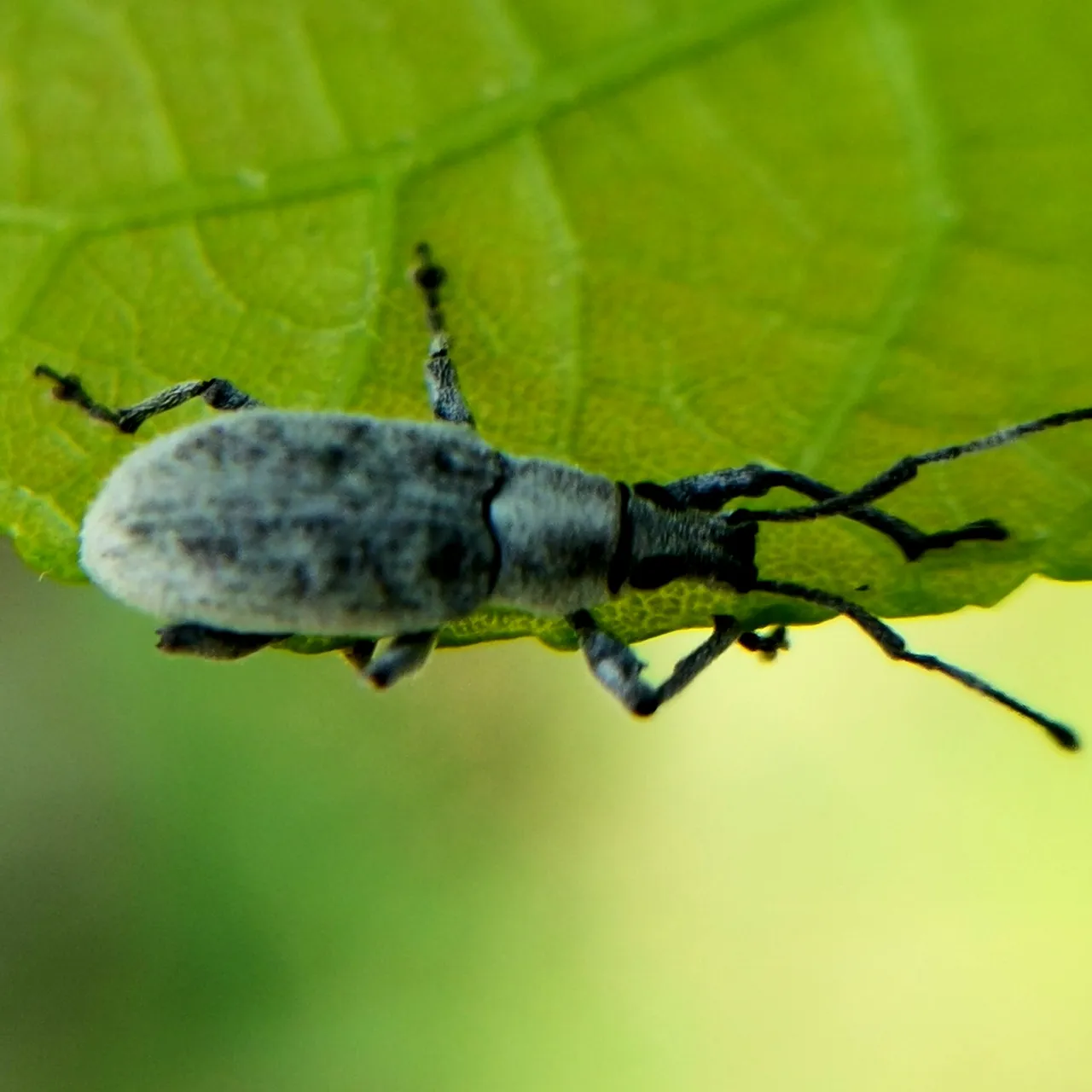 Sri Lanka Weevil