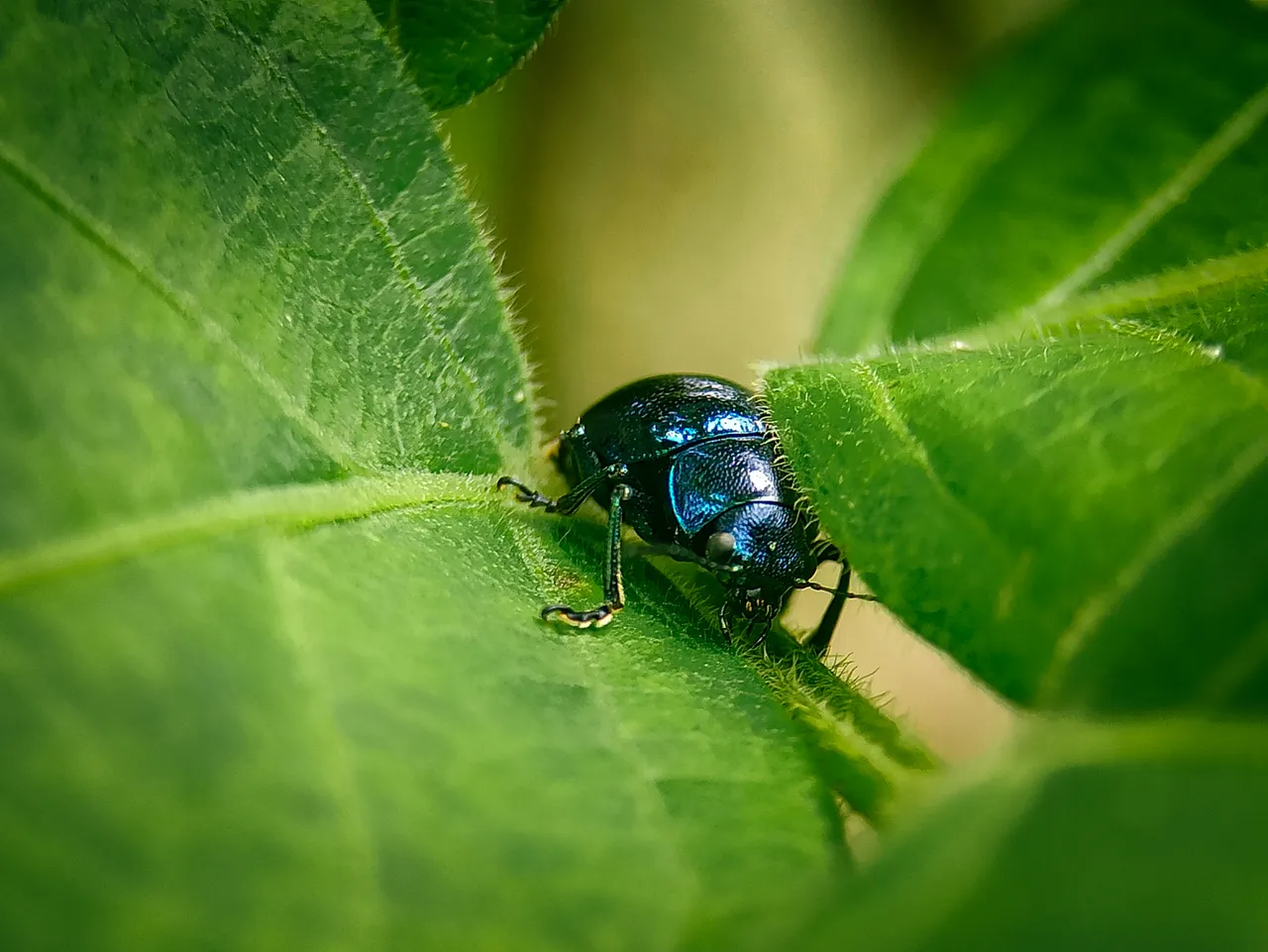 Platycorynus peregrinus