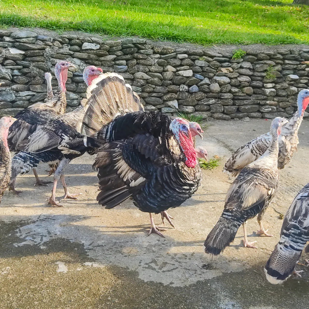 (ENG/ESP) Raising Turkeys (Pabo / Pavo) by Backyard Farming