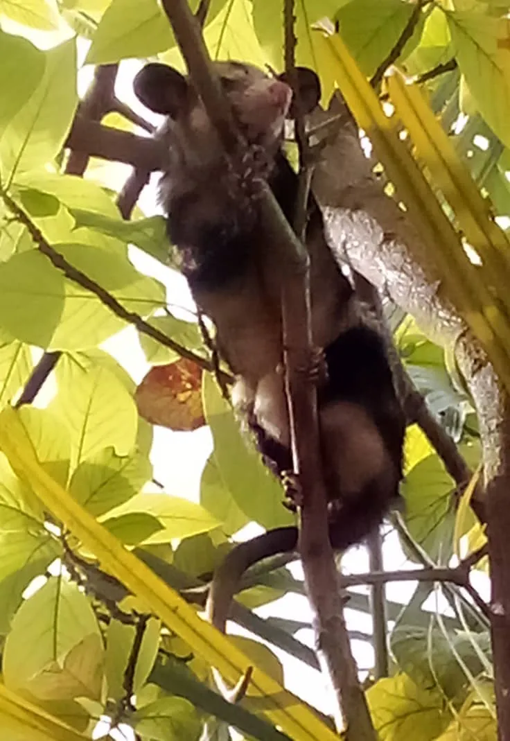 El Monólogo de la Zarigueña (Esp/Eng)