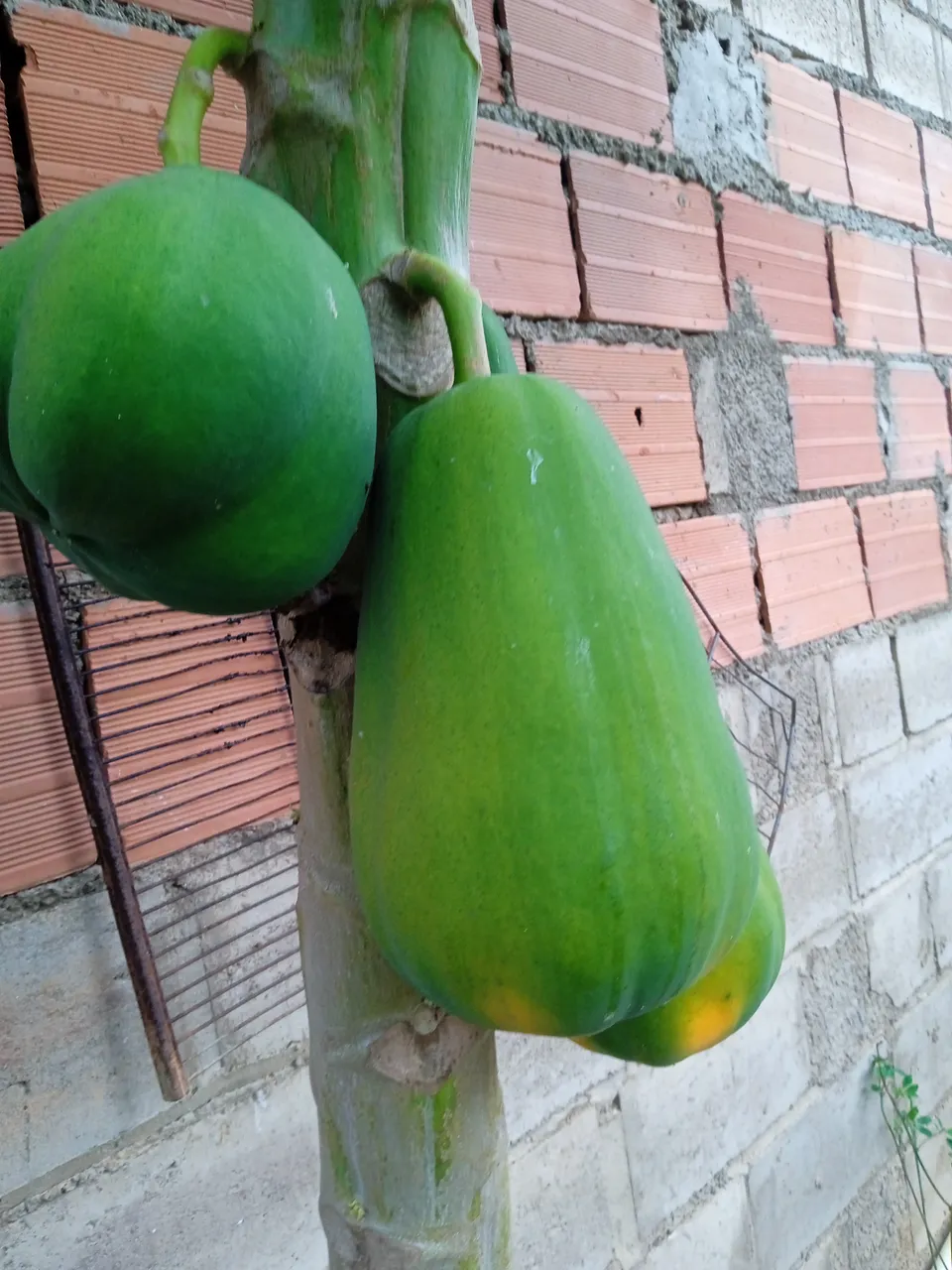 Lechosas listas para la Cosecha 🌱/Milky ready for Harvest 🌱