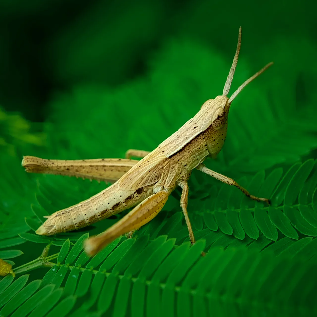Albino grasshoppers and other amazing insects