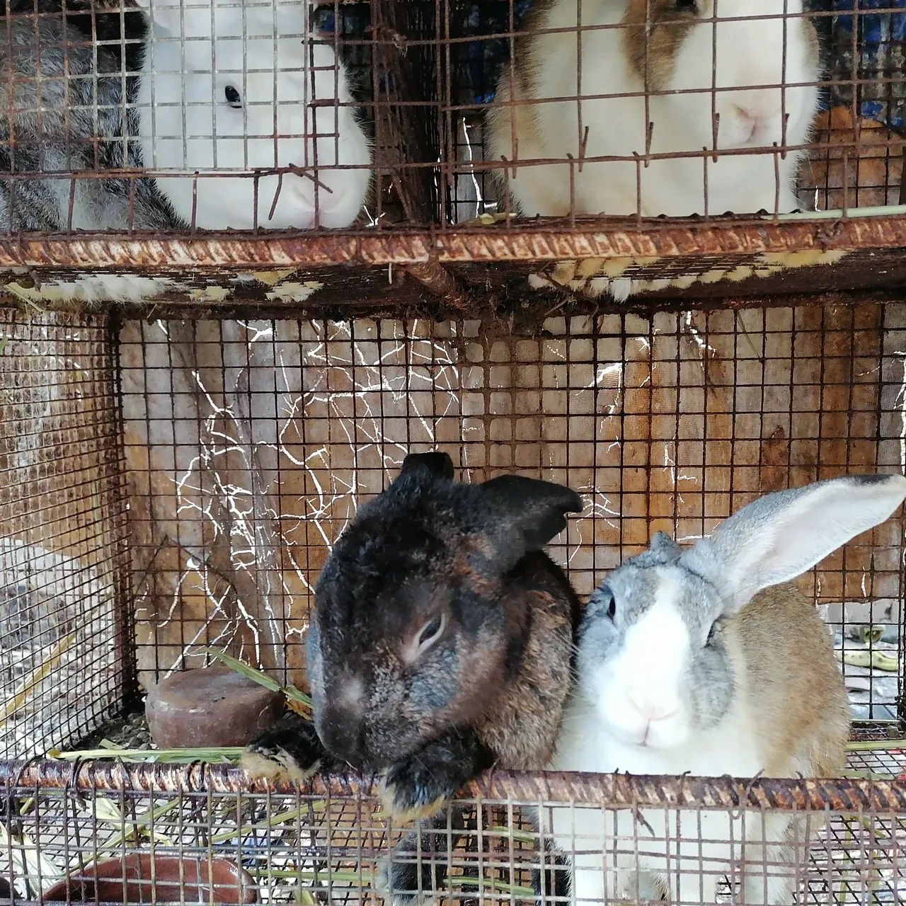 Rabbits! Should I take care of them?