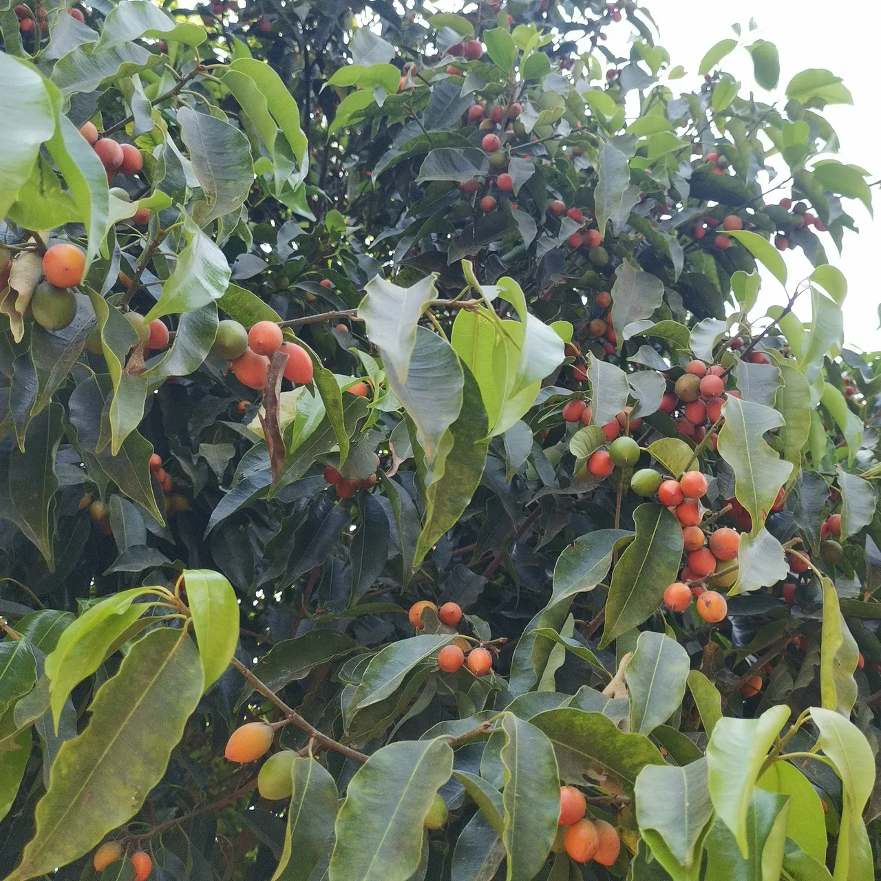 Kray Tree And Current hot temperature in Pyin Oo Lwin