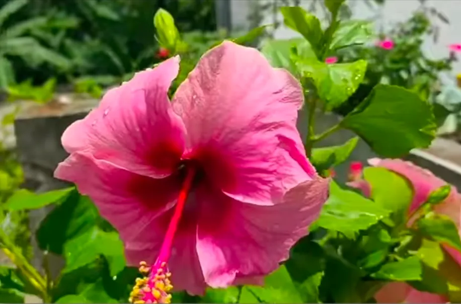 Jawa Flower Photography